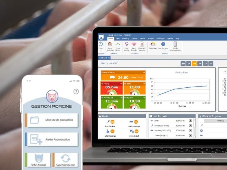 Pig'UP logiciel de gestion d'élevage porcin - SIGA